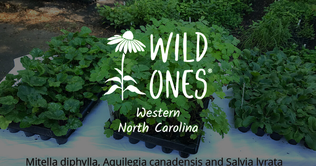 2025 Native Plant Sale – Wild Ones Western North Carolina Chapter