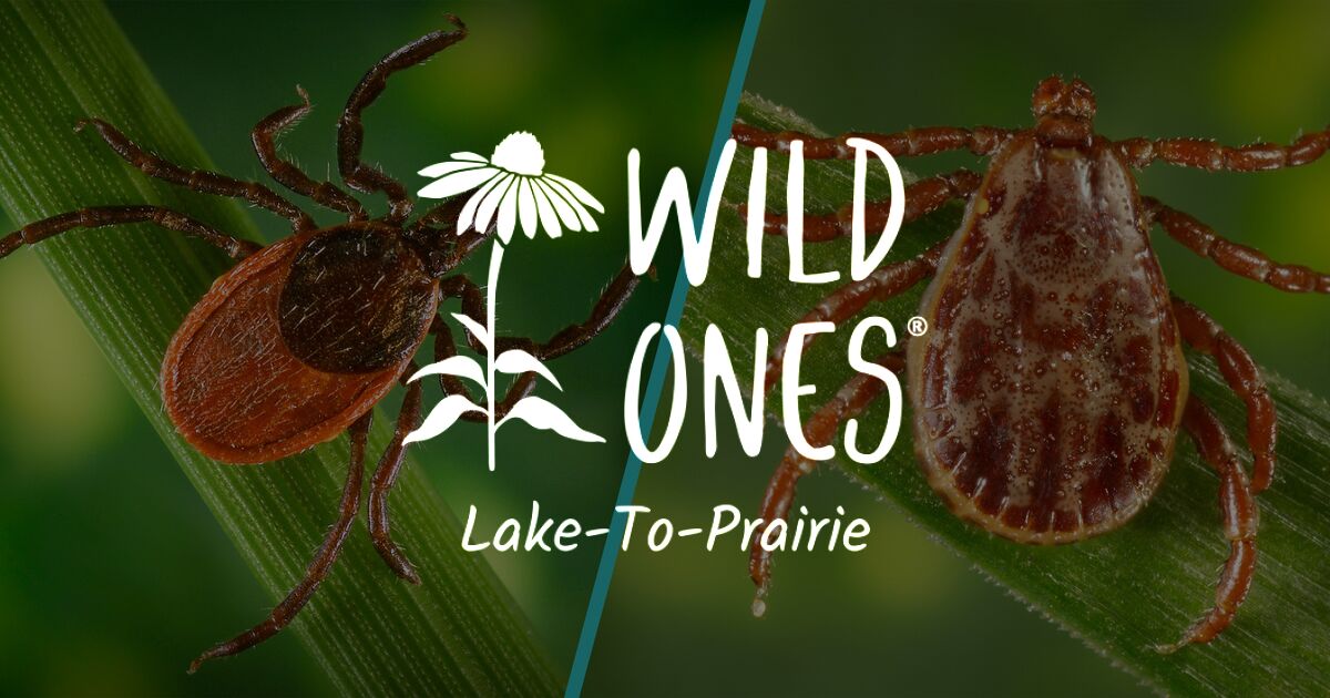 Staying Safe in the Woods: Ticks, Tick-borne Diseases, and Preventative ...