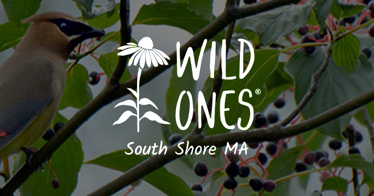 Why Native Plants – Wild Ones South Shore MA Chapter