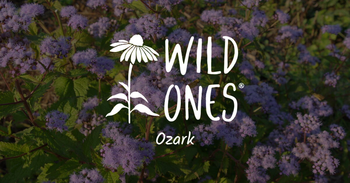 Buy Native Plants – Wild Ones Ozark Chapter