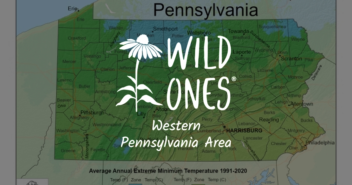 21 Magical Native Violets You Can Grow in Western Pennsylvania - Wild ...