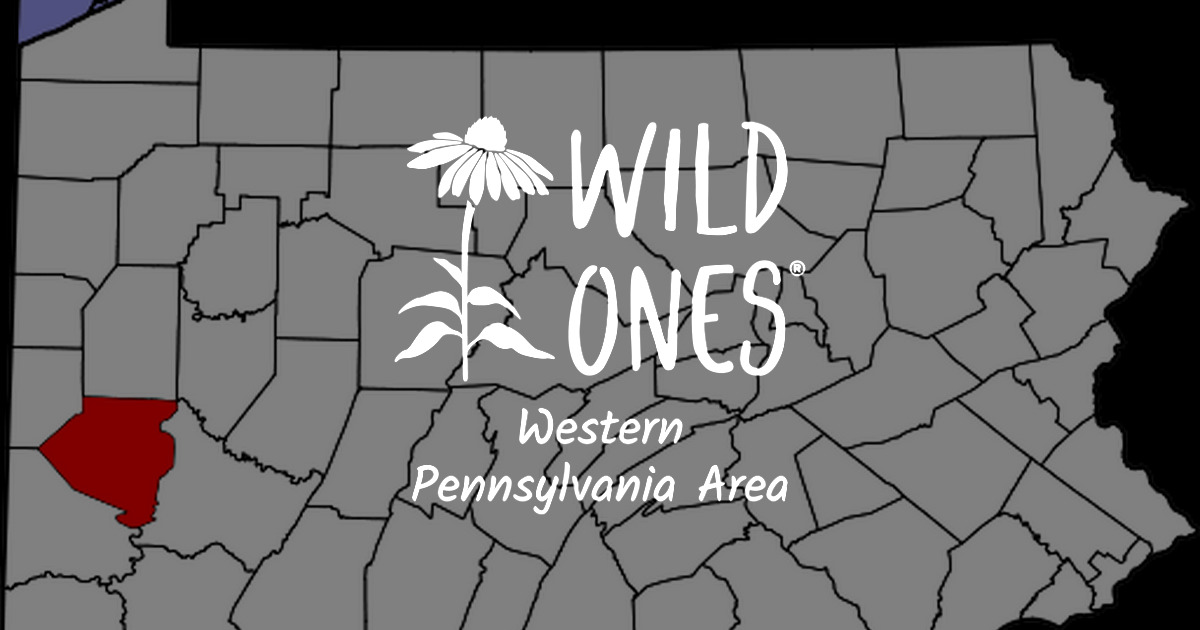 18 Spectacular Asters (Symphyotrichum spp.) to Grow in your Allegheny ...