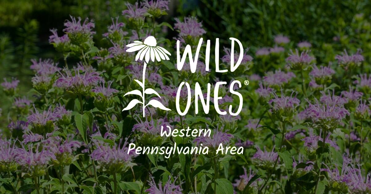 Common Western Pennsylvania Native Plants - Wild Ones Western Pennsylvania
