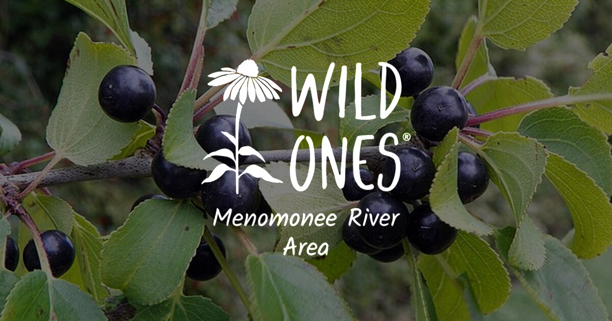 Good News on Buckthorn Control – Wild Ones Menomonee River Area Chapter