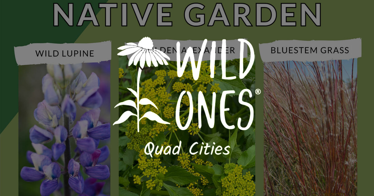 Plant Sale Preview: Native Host Plants - Wild Ones Quad Cities Chapter