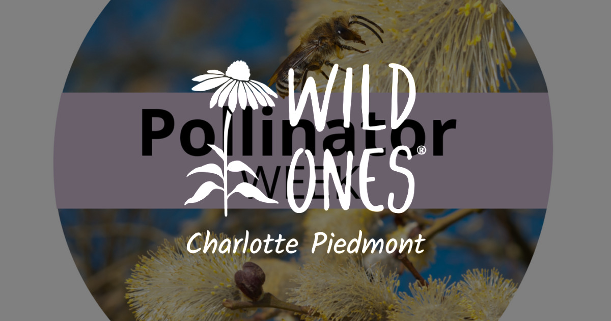 Blogs - Wild Ones Charlotte Piedmont - Wild Ones Charlotte Piedmont Chapter