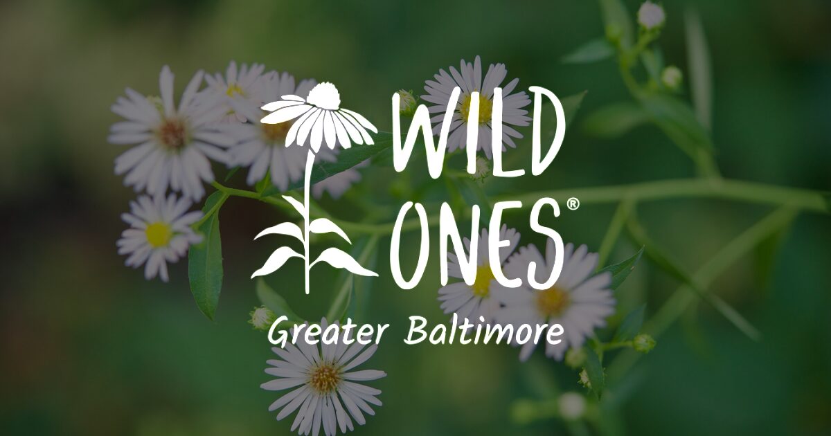 Welcome to our Native Plant Community!