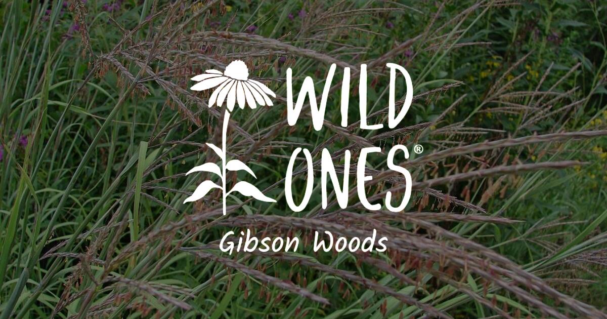 Grasses/Sedges/Rushes - Wild Ones Gibson Woods Chapter