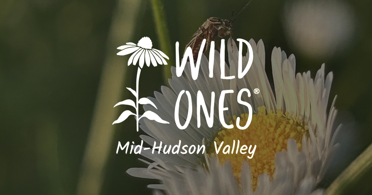 New Found Respect: Daisy Fleabane – Wild Ones Mid-Hudson Valley Chapter