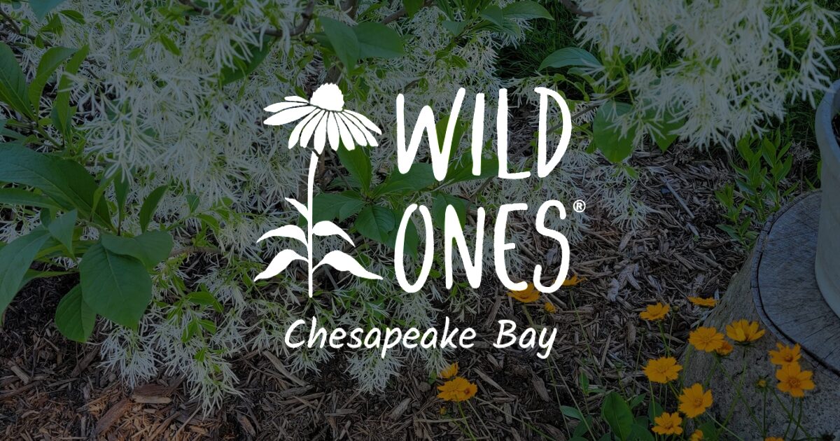 Cues to Care – Wild Ones Chesapeake Bay Chapter