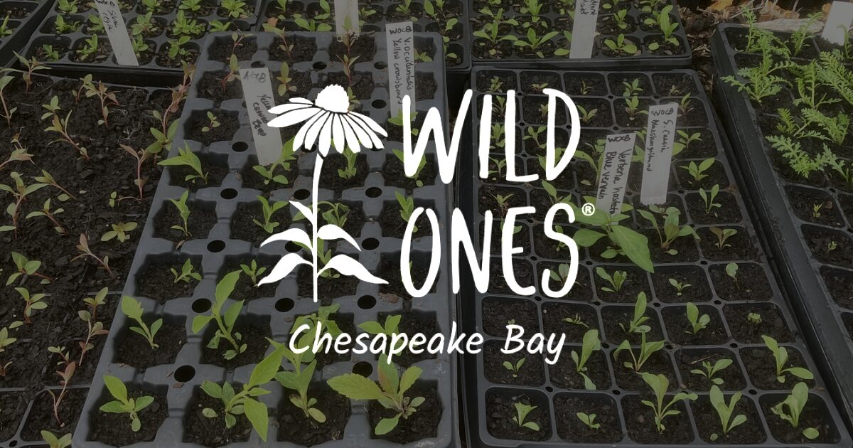 Native Plant Propagation at the USGS Bee Lab – Wild Ones Chesapeake Bay ...