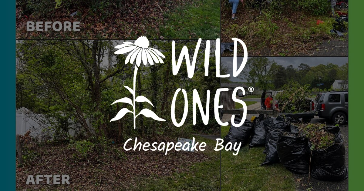 Invasive Plants on the WB&A Trail – Wild Ones Chesapeake Bay Chapter