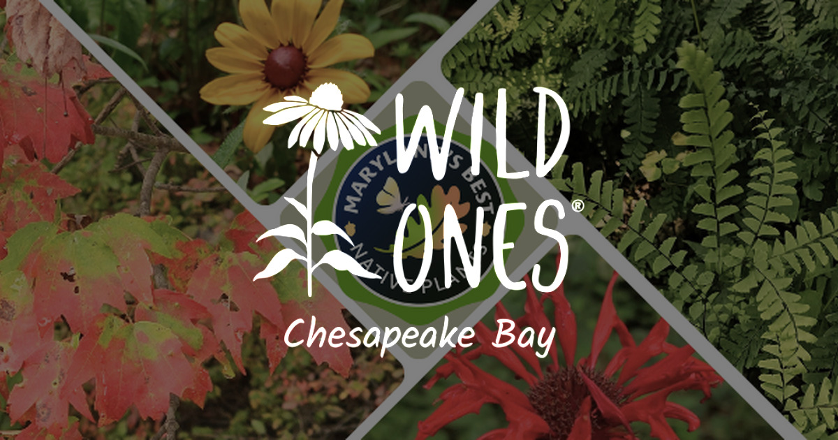 Maryland Native Plants Program – Wild Ones Chesapeake Bay Chapter