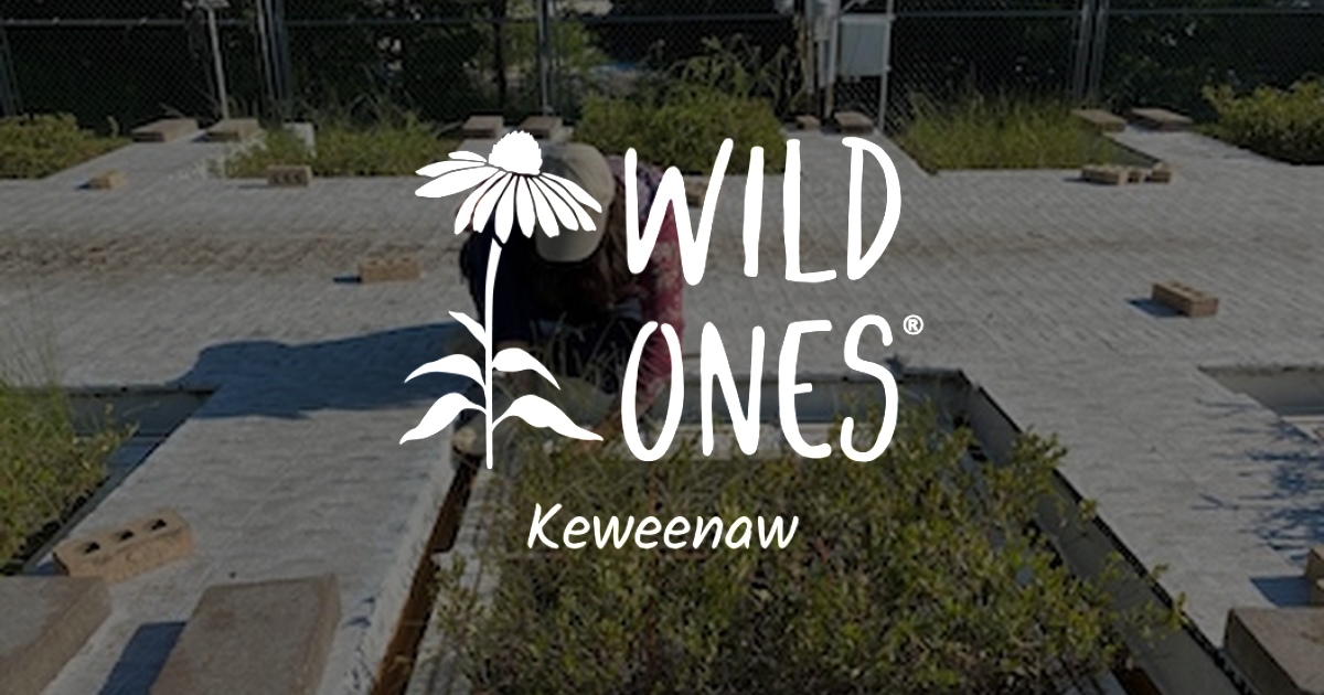 Secrets Of The Mini Bog Wild Ones Keweenaw Chapter