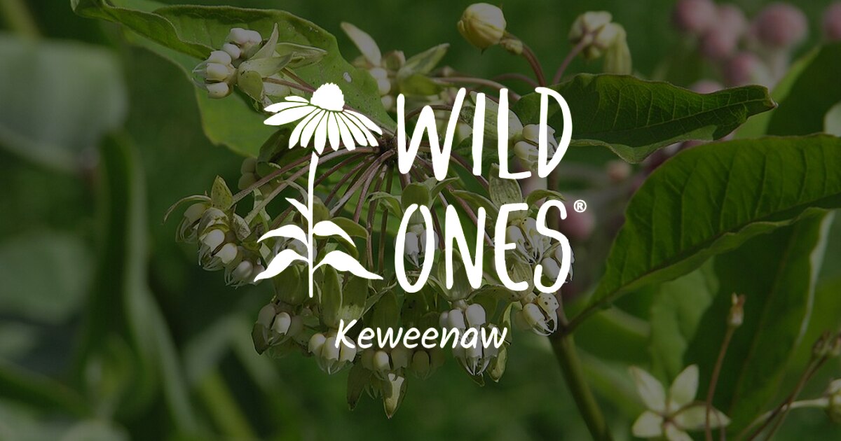 Poke Milkweed - Wild Ones Keweenaw Chapter