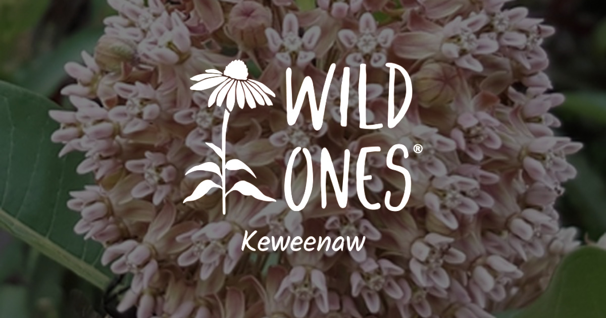 Common Milkweed - Wild Ones Keweenaw Chapter