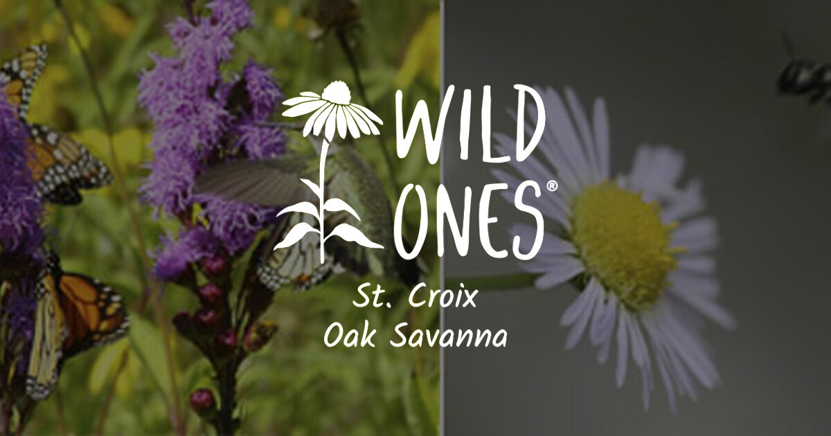 Learn About Natives – Wild Ones St Croix Oak Savanna