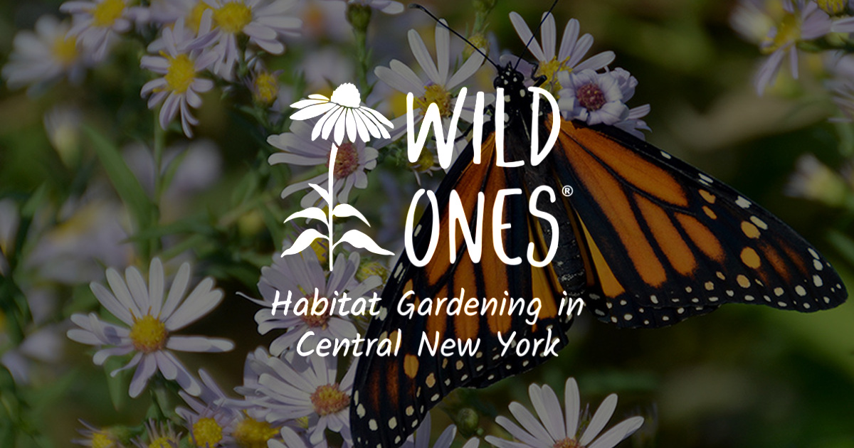 Wild Ones Habitat Gardening in Central NY Chapter – Connecting people ...