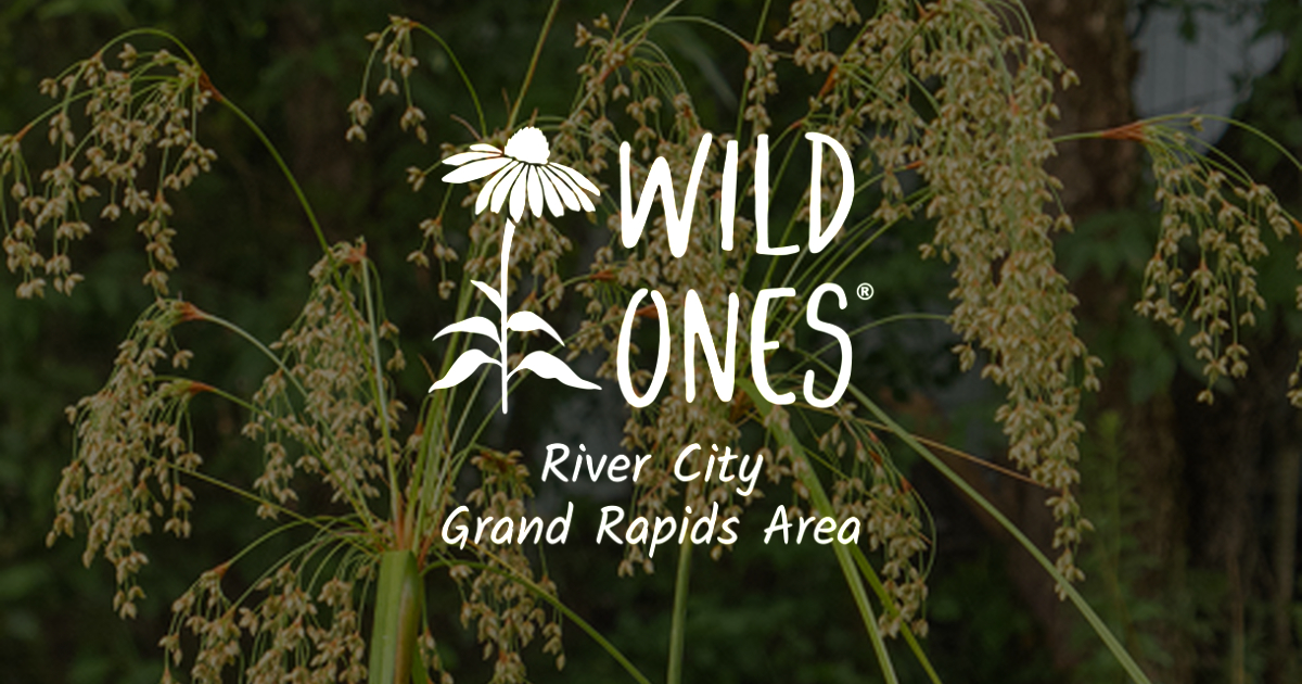 Natives to Know: Woolgrass bulrush - Wild Ones River City - Grand ...