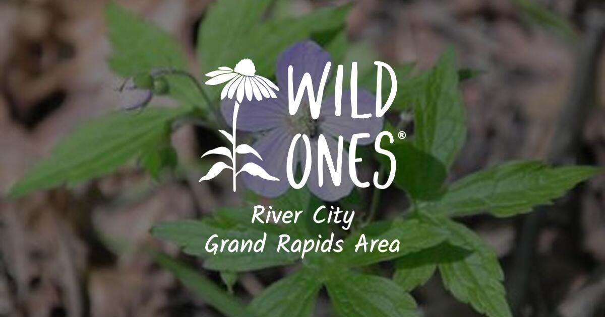 Wild Geranium (Geranium maculatum) - Wild Ones River City - Grand ...