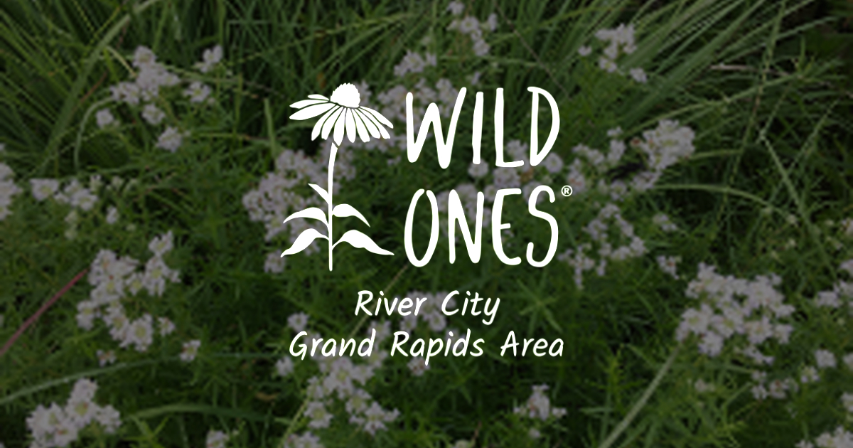 Natives to Know: Common Mountain Mint - Wild Ones River City - Grand ...
