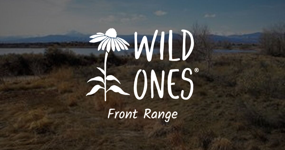 Using Native Grasses for a Lawn - Wild Ones Front Range Chapter