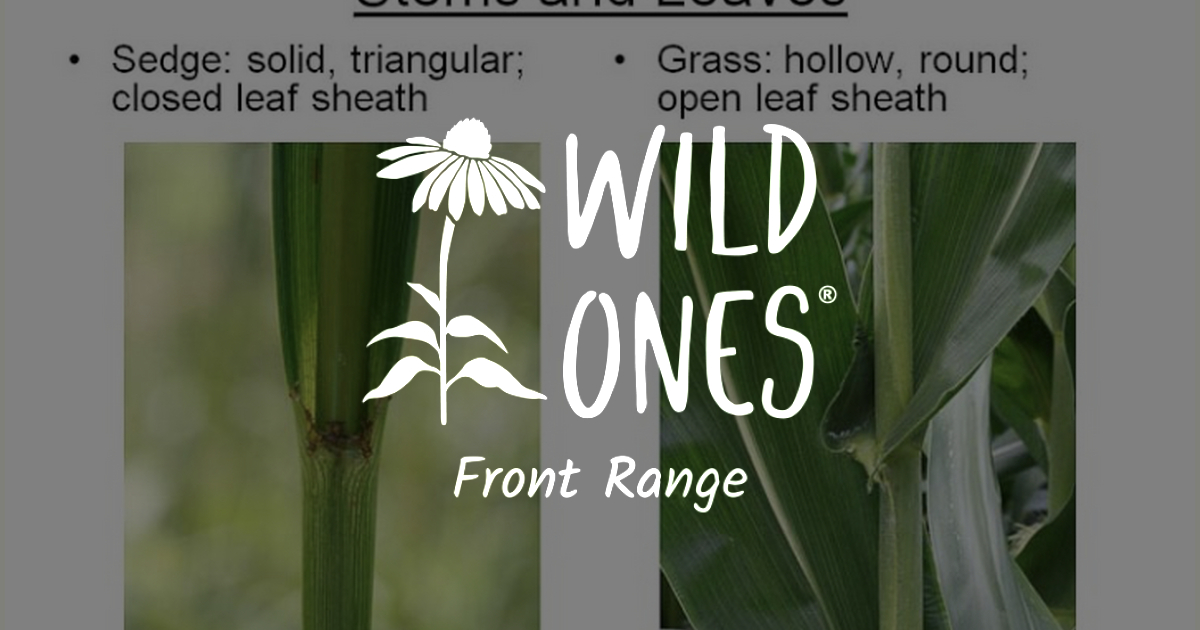 Consider Native Sedges in Your Landscape - Wild Ones Front Range Chapter