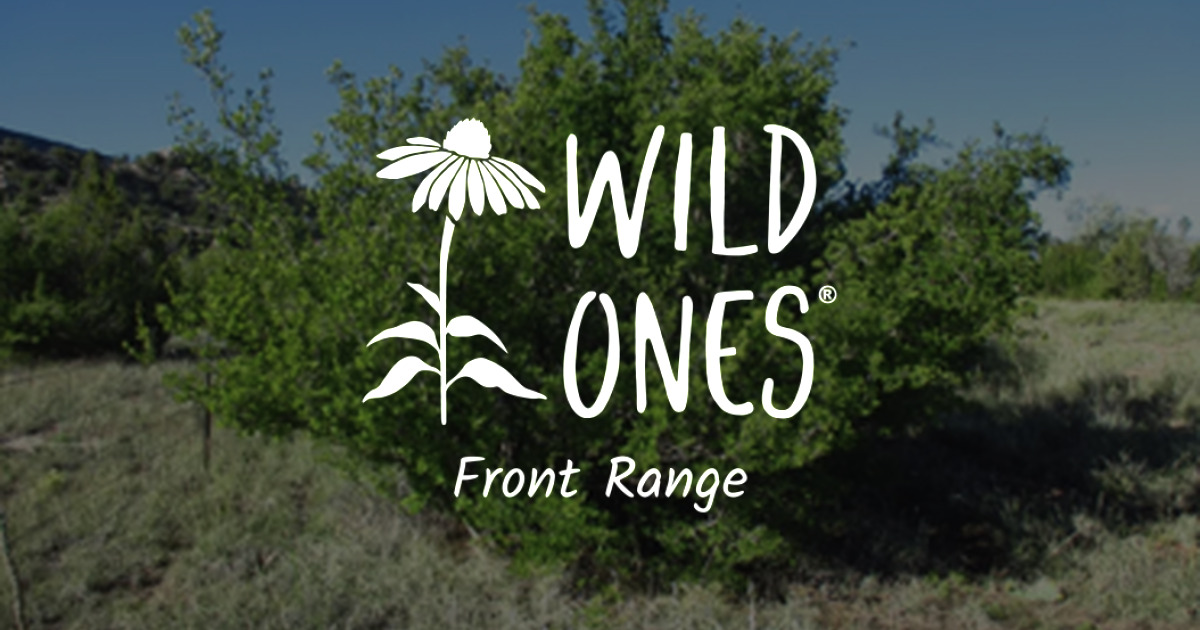 Plant Spotlight: New Mexican Privet, Forestiera pubescens - Wild Ones ...