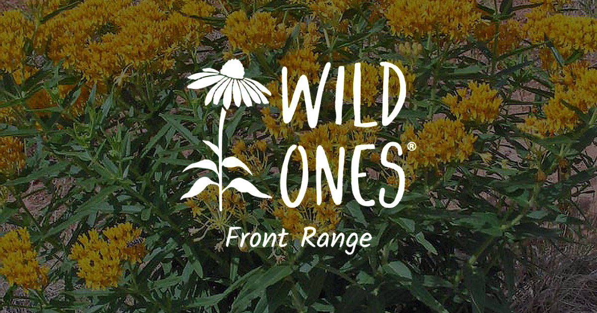 Plant Spotlight: Butterfly Weed - Wild Ones Front Range Chapter