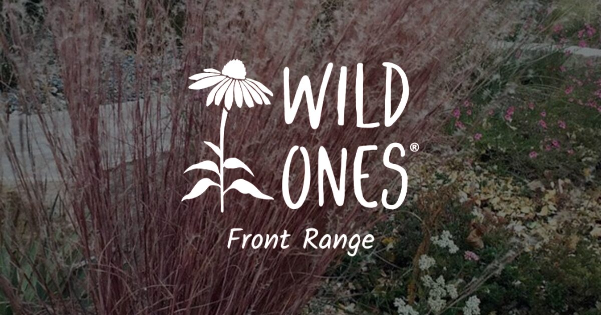 Grasses are the Foundation - Wild Ones Front Range Chapter