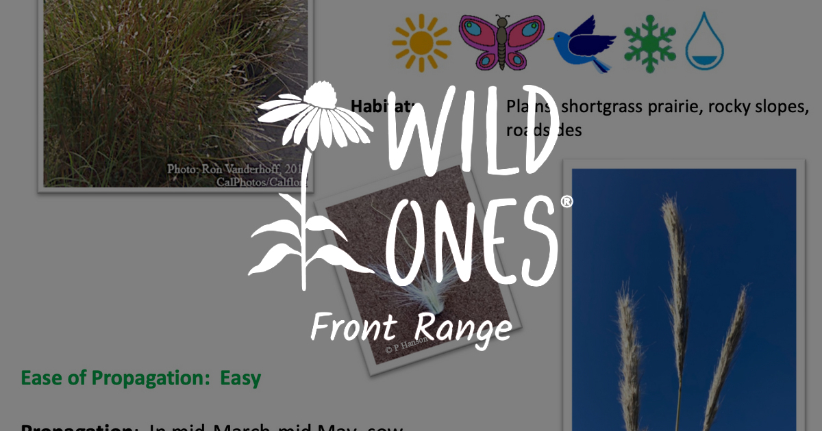 Bothriochloa laguroides (Silver Bluestem, Silver Beard Grass) - Grass ...