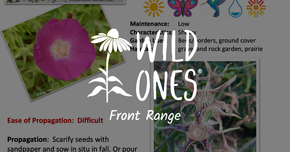 Callirhoe involucrata (Winecups, Purple Poppy Mallow) - Forb - Native ...
