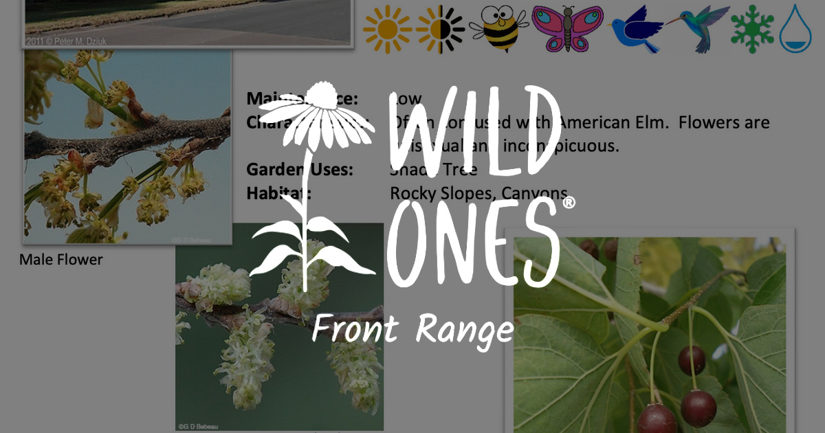 Celtis occidentalis (Common Hackberry) - Tree - Native Plant Species ...