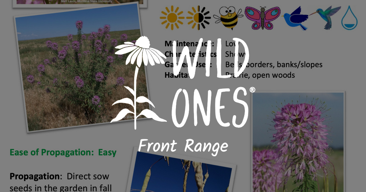 Cleome serrulata (Rocky Mountain Bee Plant) - Forb - Native Plant ...