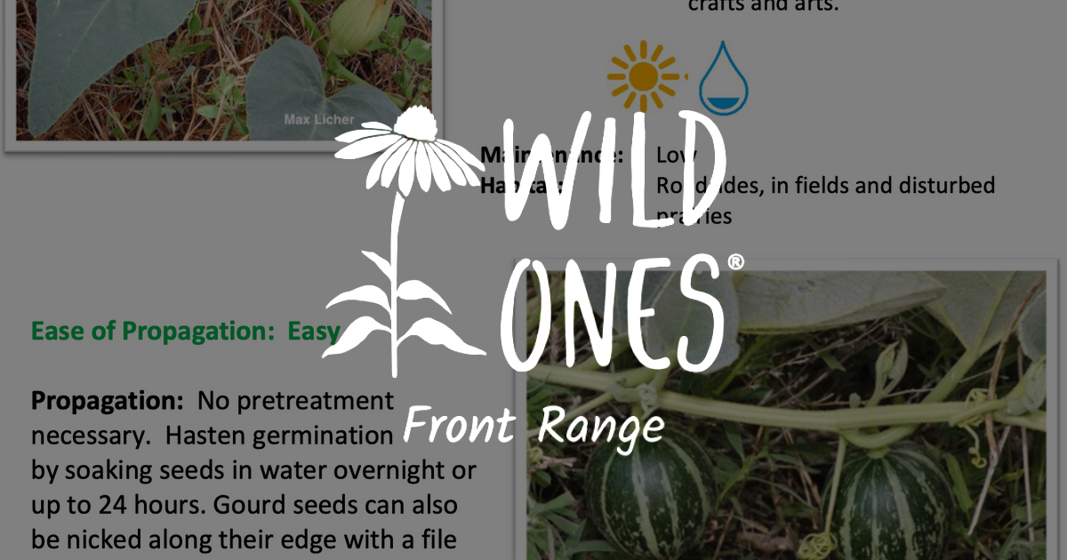 Cucurbita foetidissima (Buffalo Gourd) - Vine - Native Plant Species ...