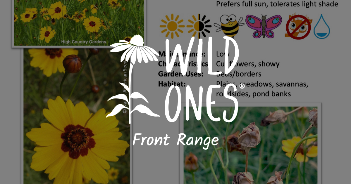 Coreopsis tinctoria (Plains Coreopsis, Golden Tickseed) - Forb – Native ...