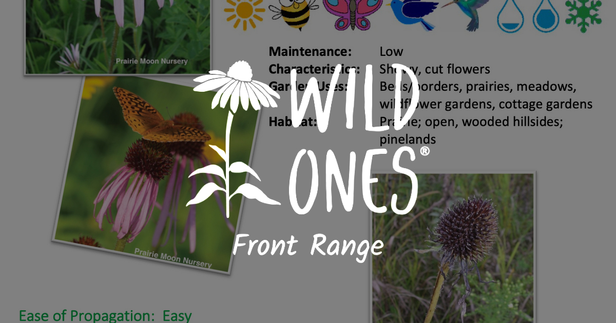 Echinacea pallida (Pale Purple Coneflower) - Forb - Native Plant ...