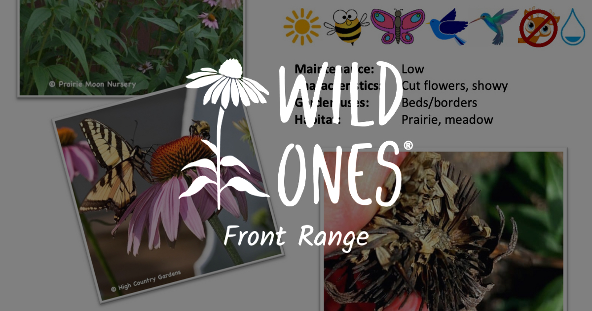 Echinacea purpurea (Purple Coneflower) - Forb - Native Plant Species ...