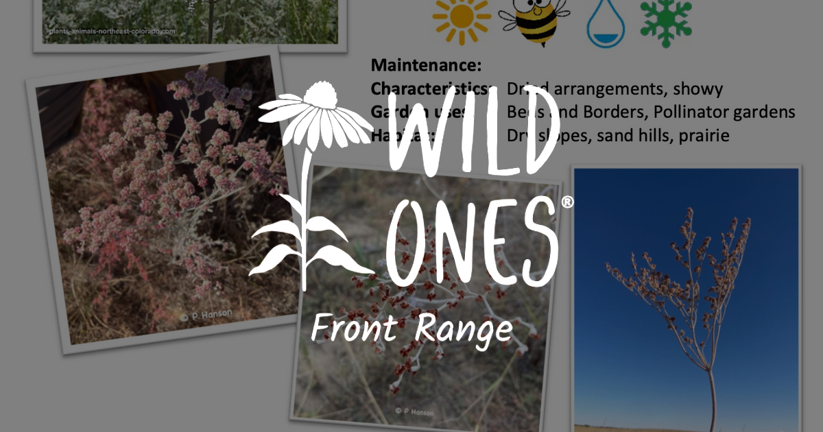 Annual Buckwheat (Eriogonum annuum) - Forb – Native Plant Species Sheet ...