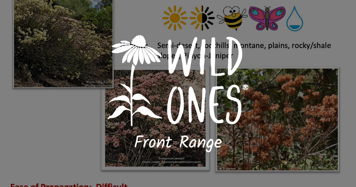 Eriogonum jamesii (James' Buckwheat, Antelope Sage) – Forb – Native ...