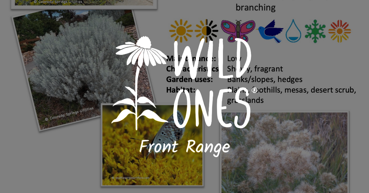 Ericameria nauseosa (Rabbitbrush, Rubber Rabbitbrush, Chamisa) – Shrub ...