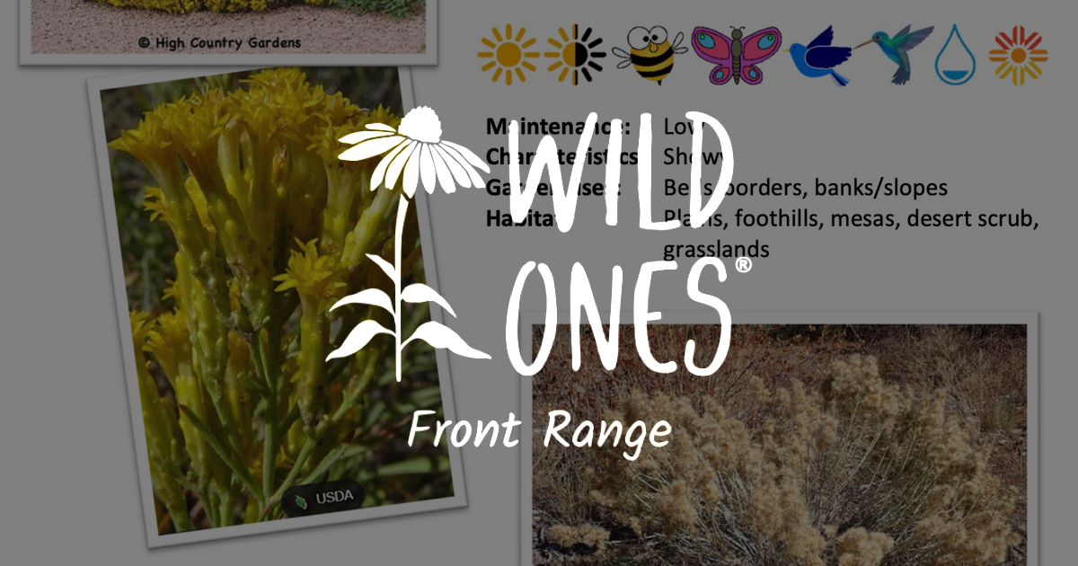 Ericameria nauseosa var. nauseosa (Baby Blue Rabbitbrush, Dwarf Blue ...