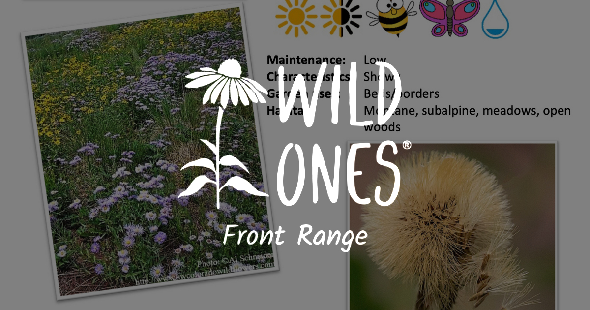 Erigeron speciosus (Showy/Aspen Fleabane, Aspen Daisy) - Forb – Native ...