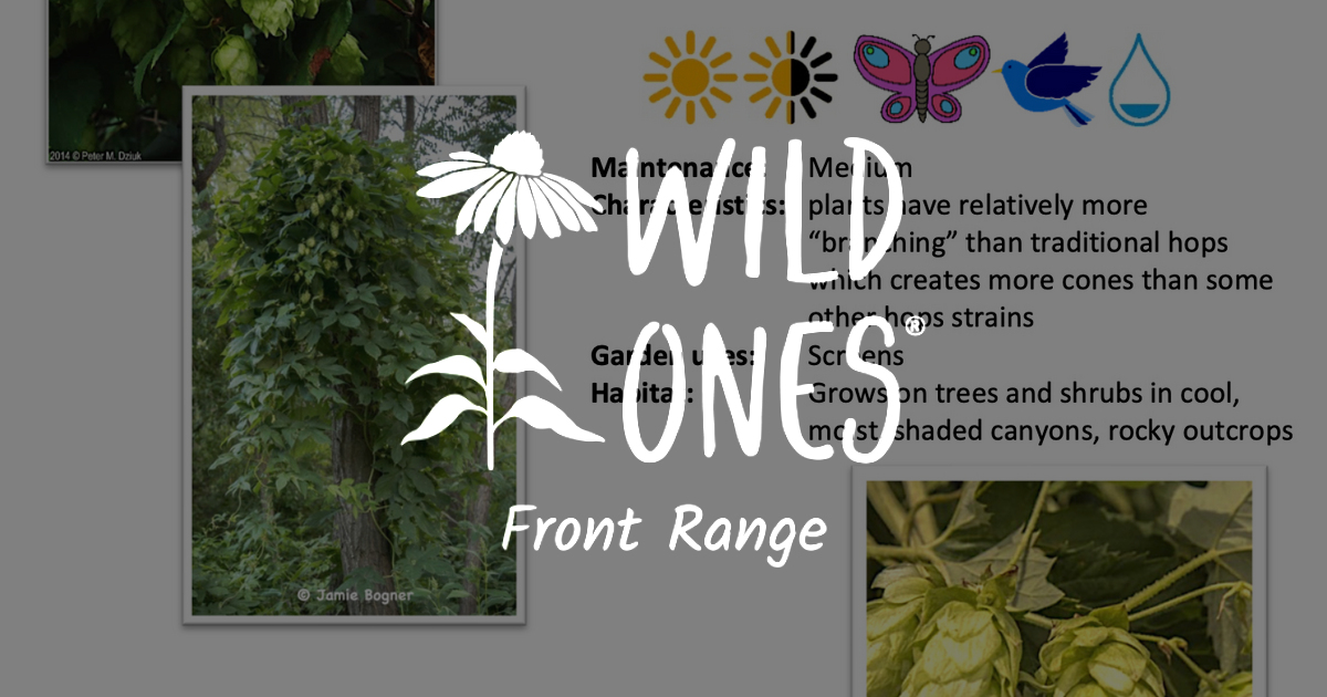 Humulus lupulus var neomexicanus (Common Hop) - Vine - Native Plant ...