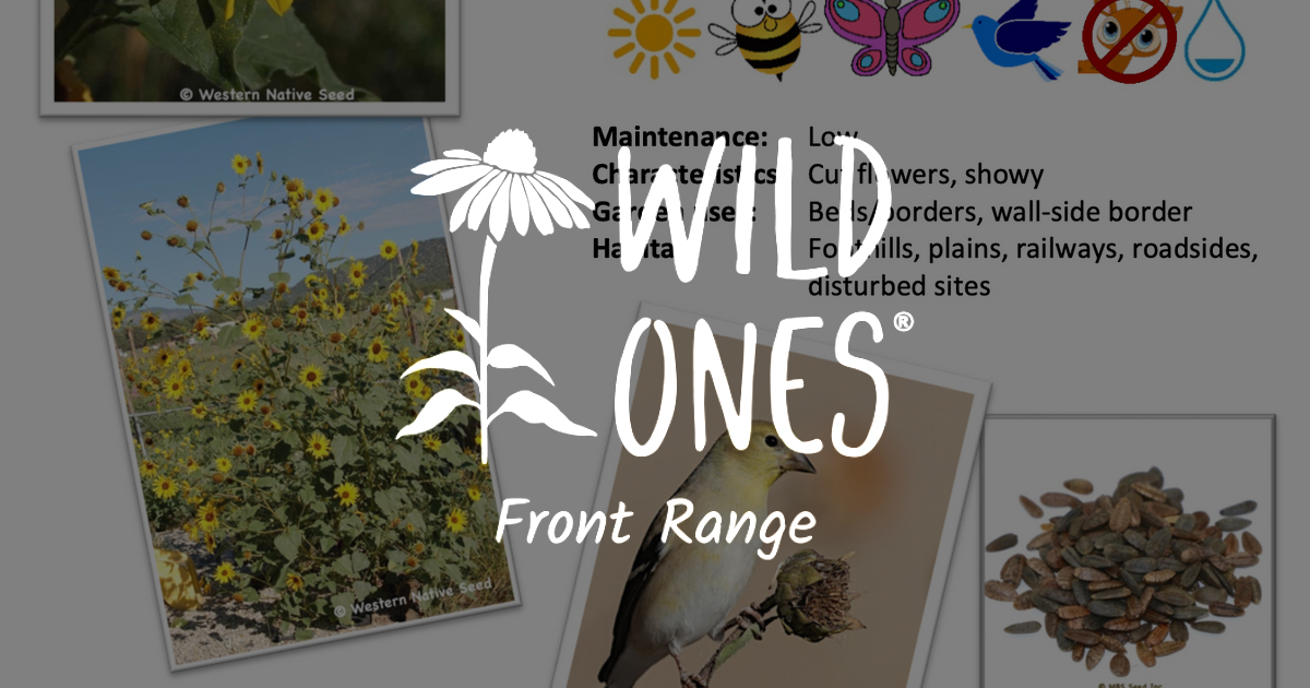 Helianthus annuus (Common/Annual Sunflower) - Forb – Forb – Native ...