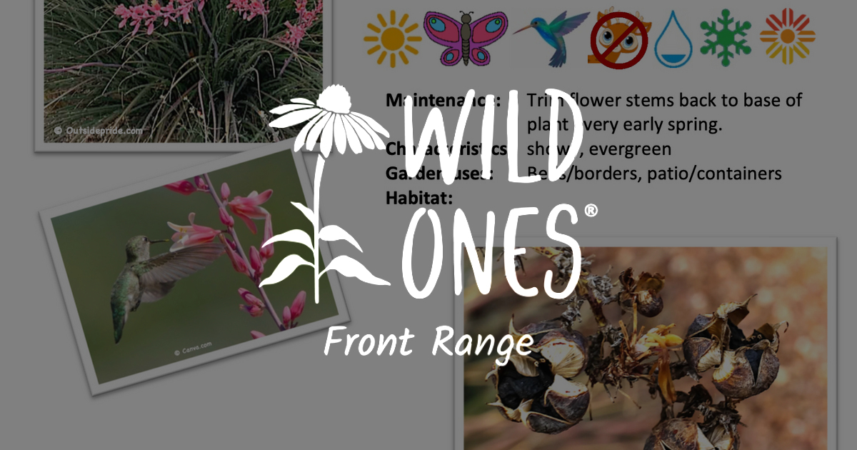 Hesperaloe parviflora (Red Yucca) - Succulent - Native Plant Species ...