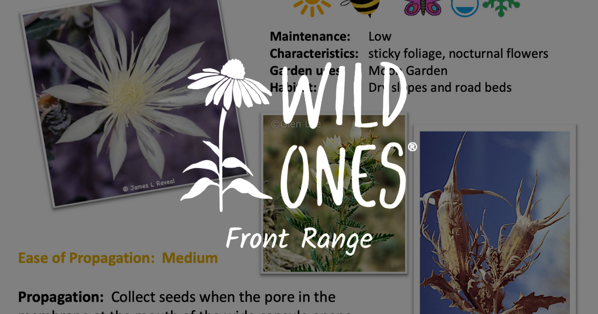 Mentzelia decapatela (Ten Petal Blazing Star) – Forb – Native Plant ...