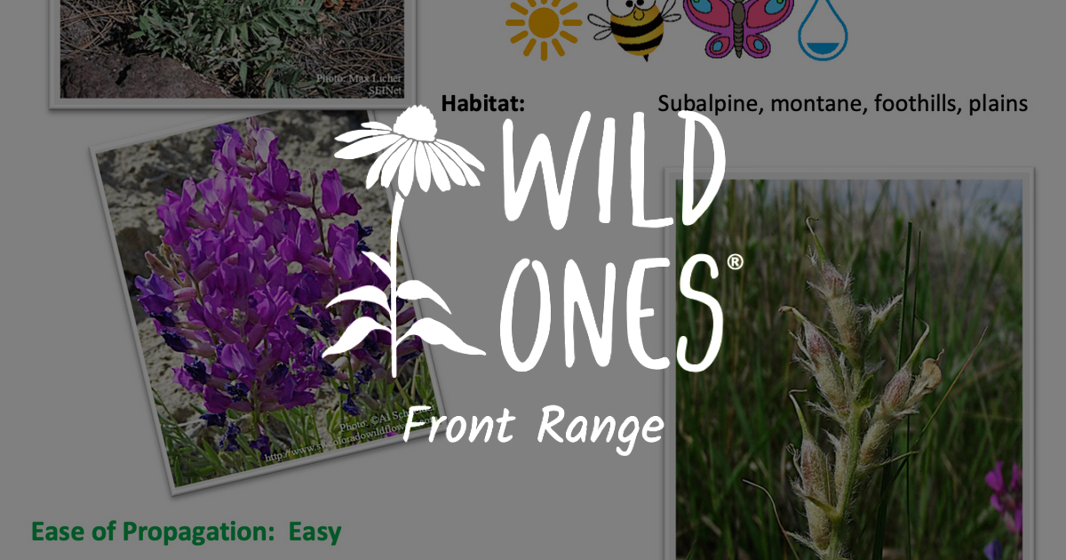 Oxytropis lambertii (Purple Locoweed, Lambert Locoweed) - Forb – Native ...