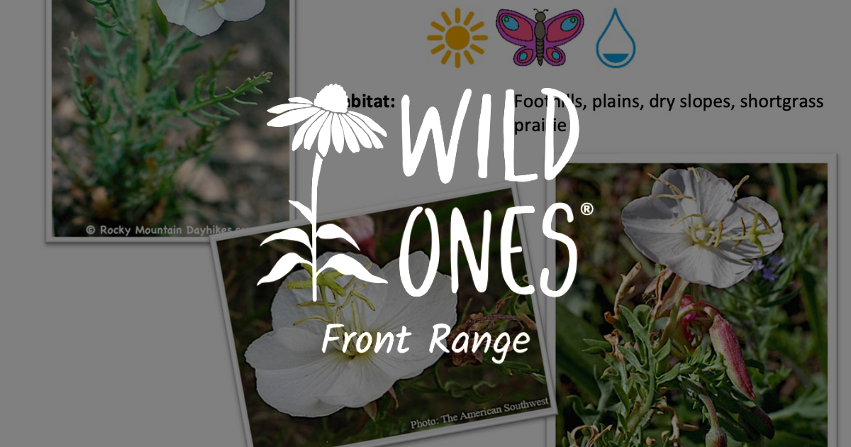 Oenothera coronopifolia (Crownleaf Evening Primrose) – Forb – Native ...