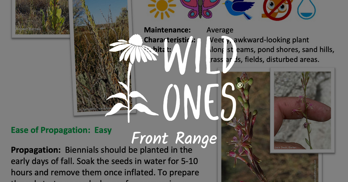 Oenothera curtiflora (Velvetweed) - Forb – Native Plant Species Sheet ...